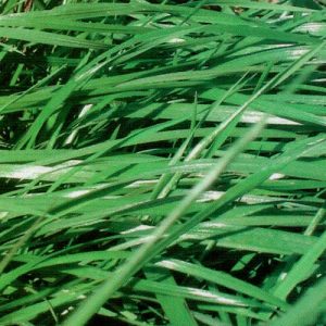 Alfalfas y Forrajeras – Las Praderas